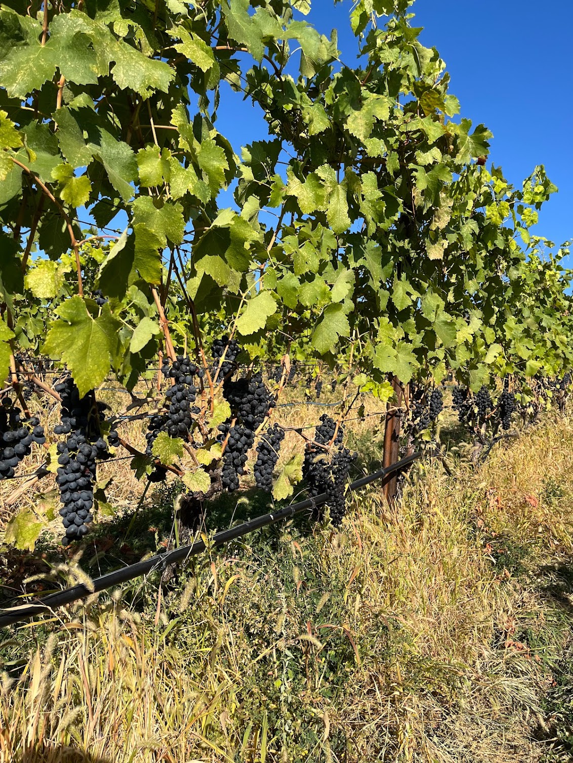 COVERT FARMS SPRING 2024 SEASON UPDATE – Covert Farms Family Estate